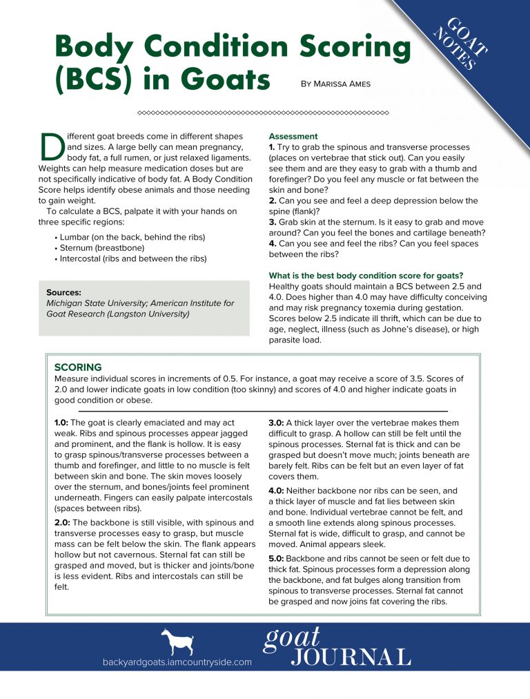 Body Condition Scoring (BCS) in Goats - Goat Journal